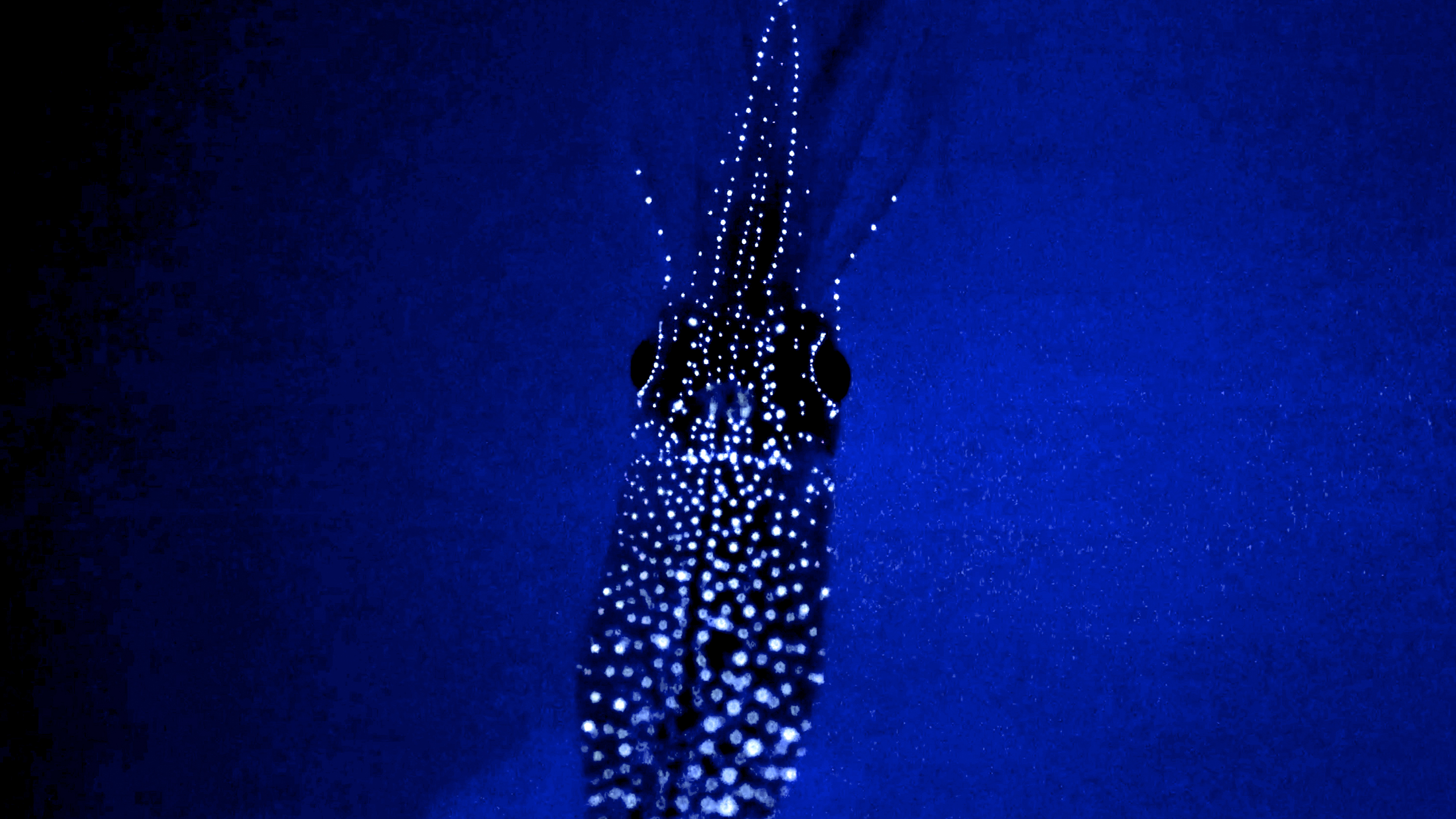 The Abyss Ocean