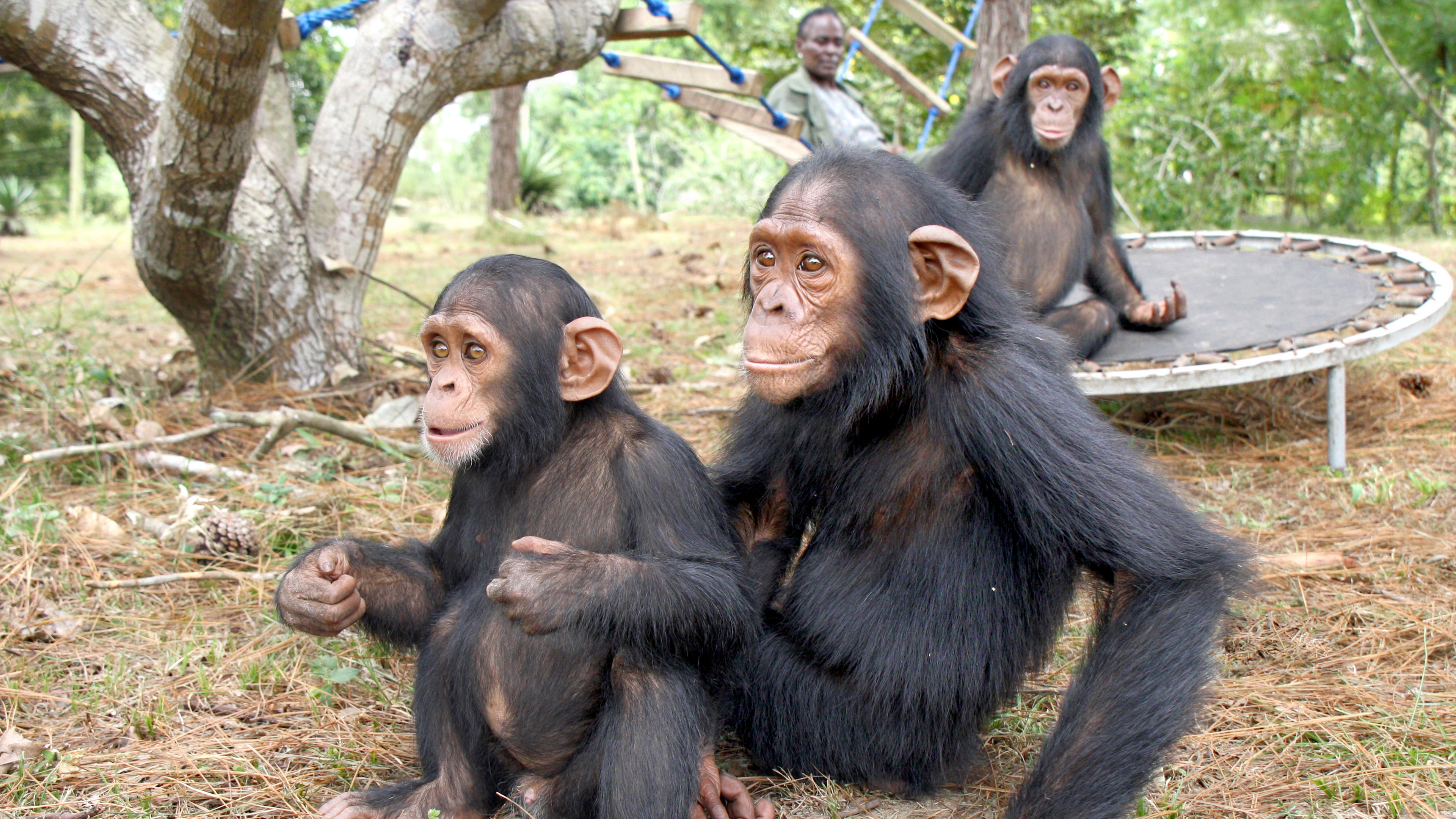 Jane Goodall Chimpanzee Sanctuary