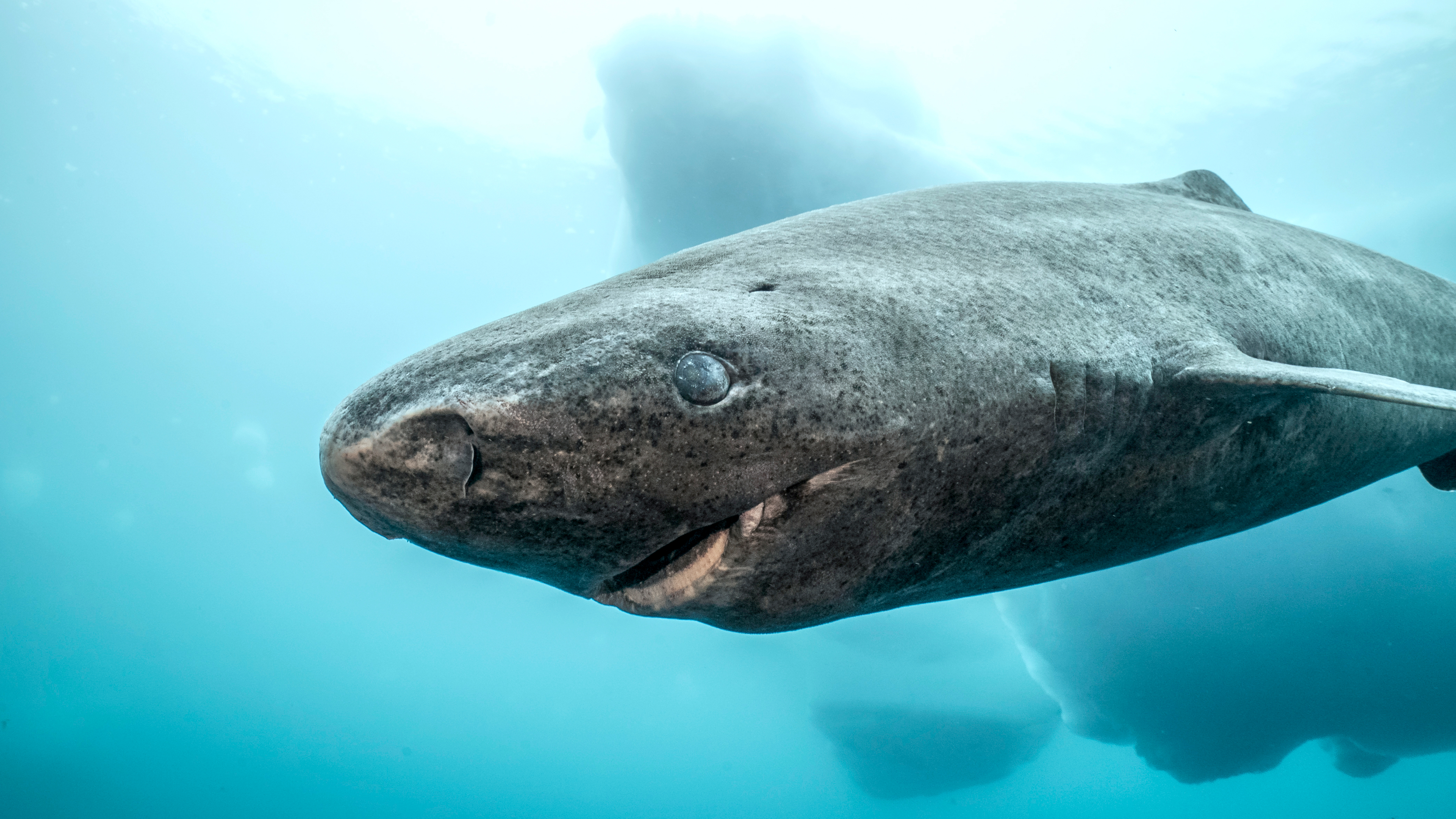 Ice Shark