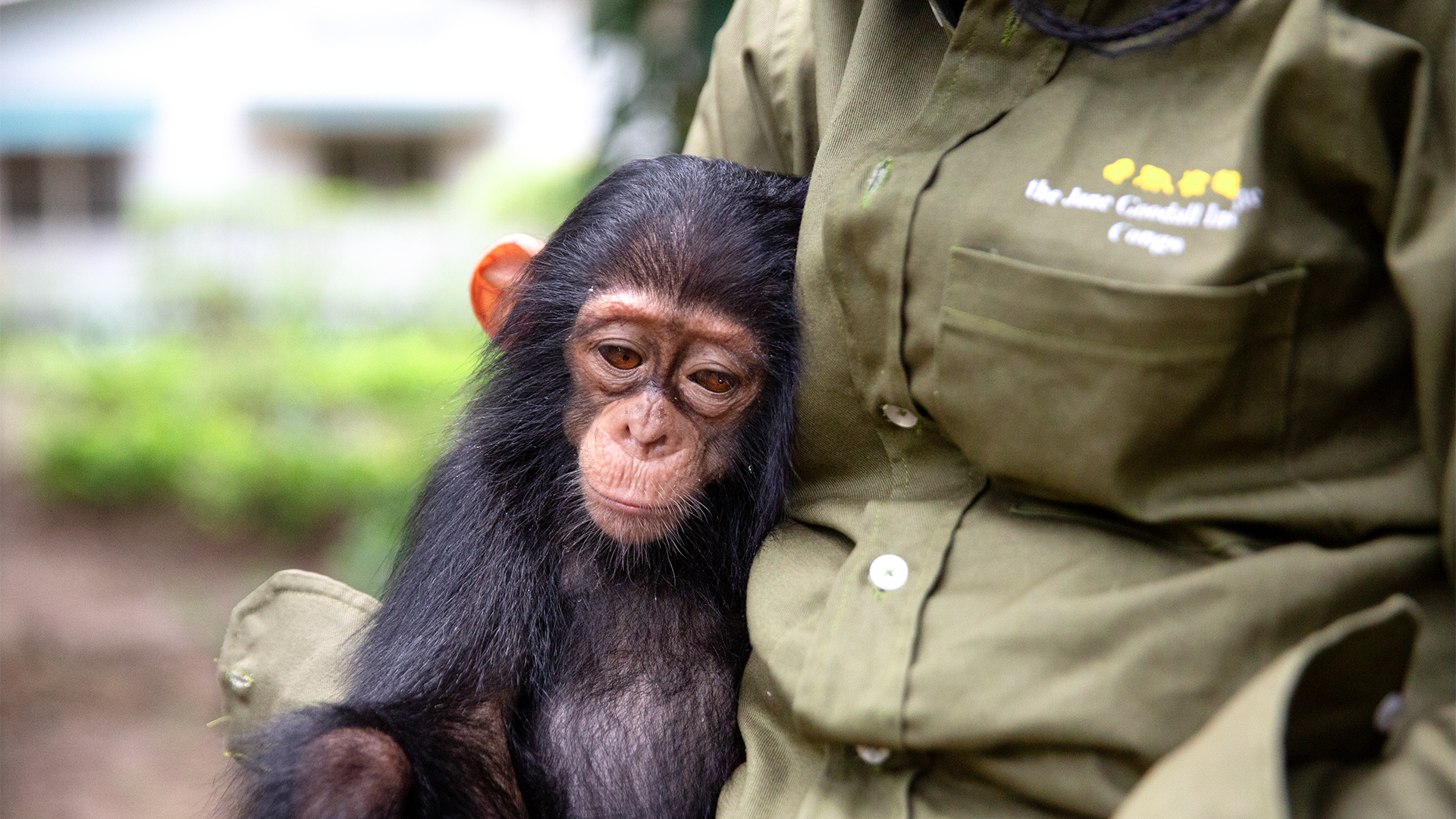Jane Goodall Chimpanzee Sanctuary