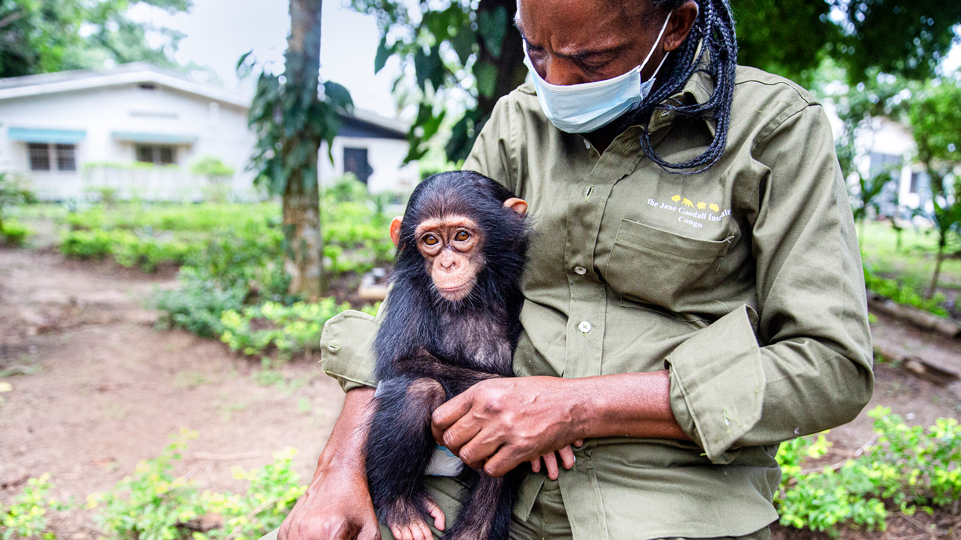 Chimpanzees With Jane Goodall New Film Shows Veteran Campaigner Jane
