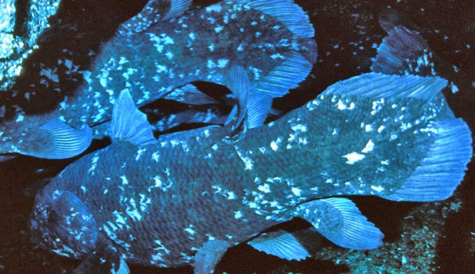 The Greater Caucasus | ZDF Studios