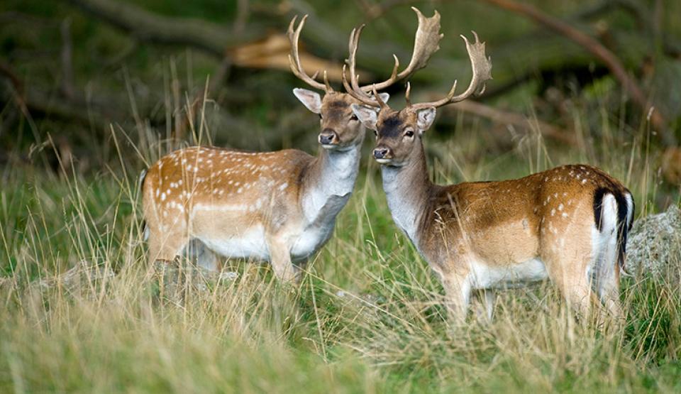 Rescued Chimpanzees of the Congo with Jane Goodall | ZDF Studios