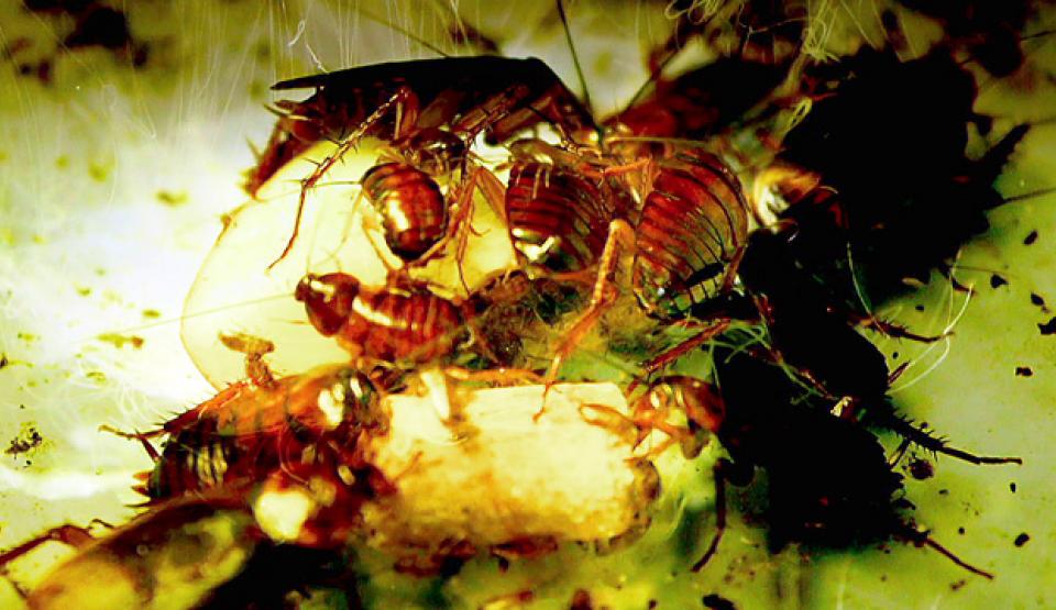 The Antarctica Challenge: A Global Warning | ZDF Studios