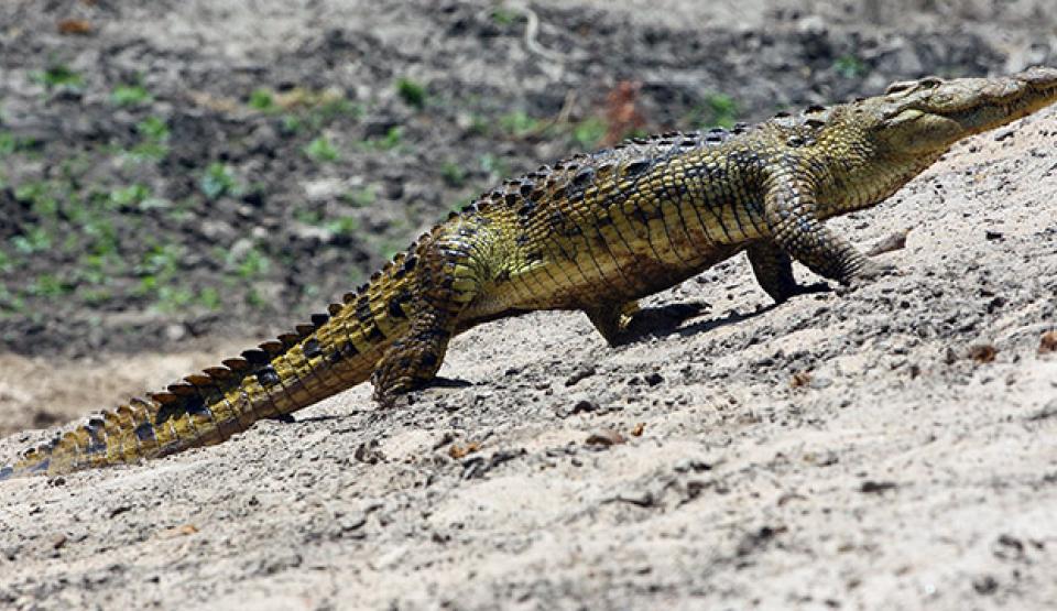 Messengers of the Gods | ZDF Studios