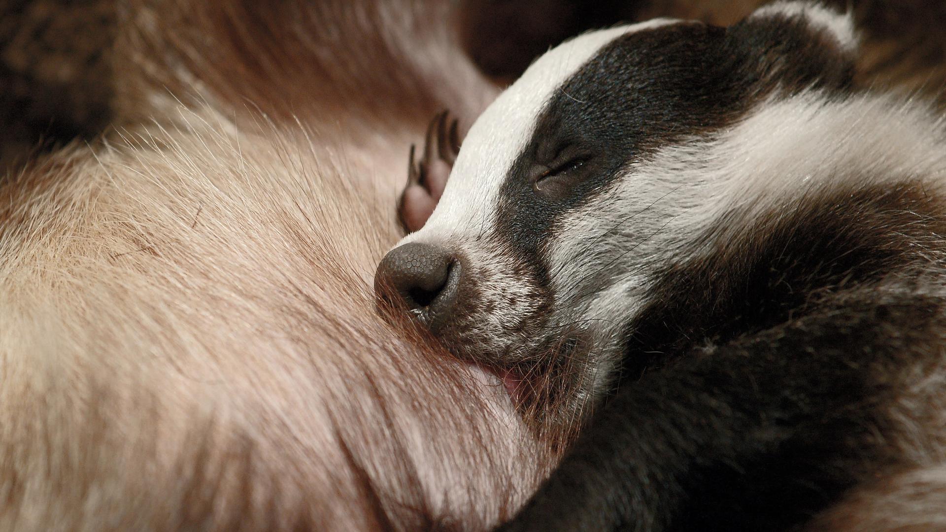 The Secret Life of Badgers | ZDF Studios
