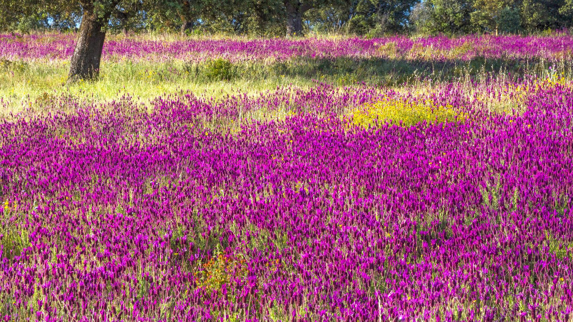 Wild Spain | ZDF Studios