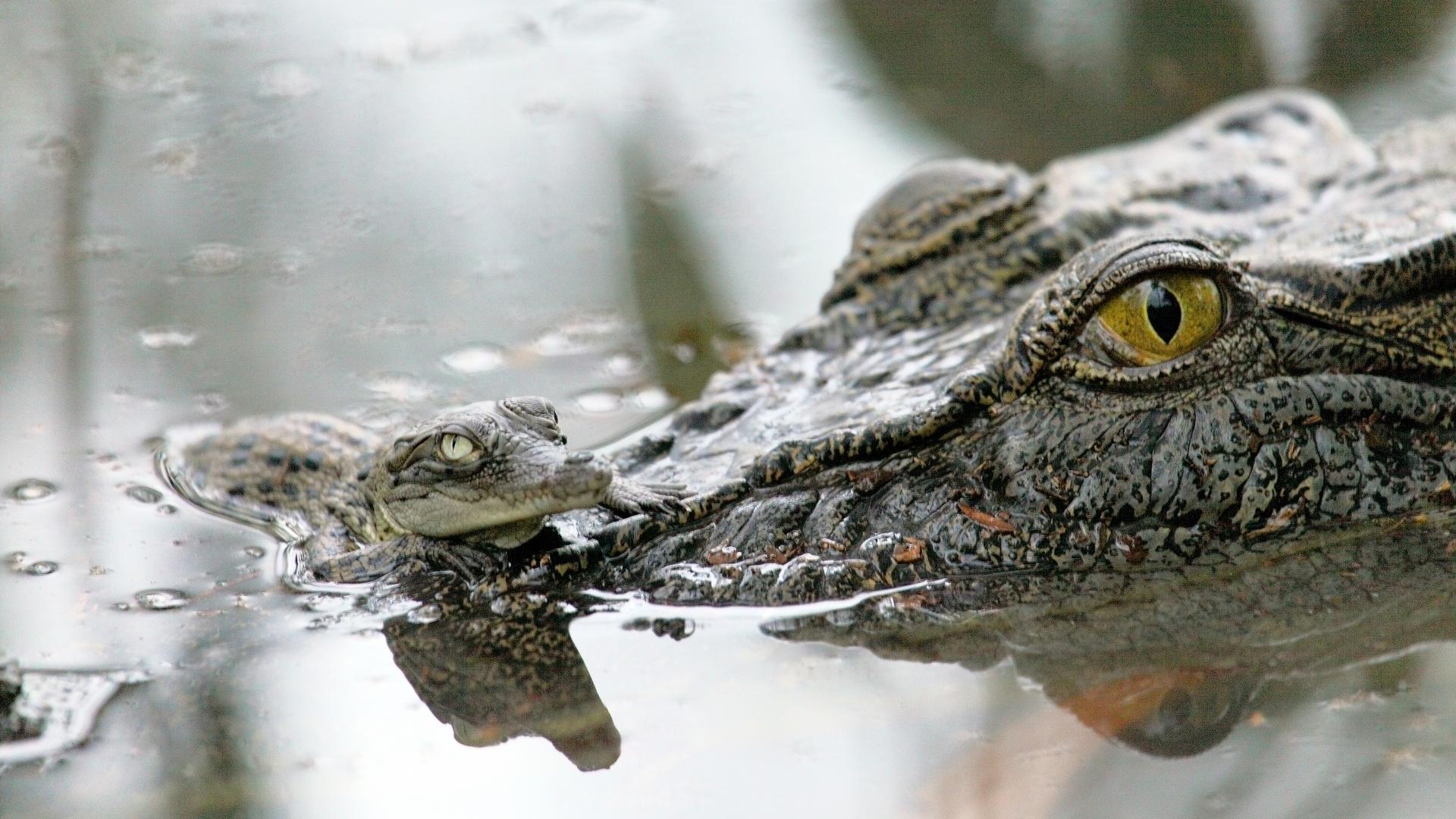 Boss Croc | ZDF Studios