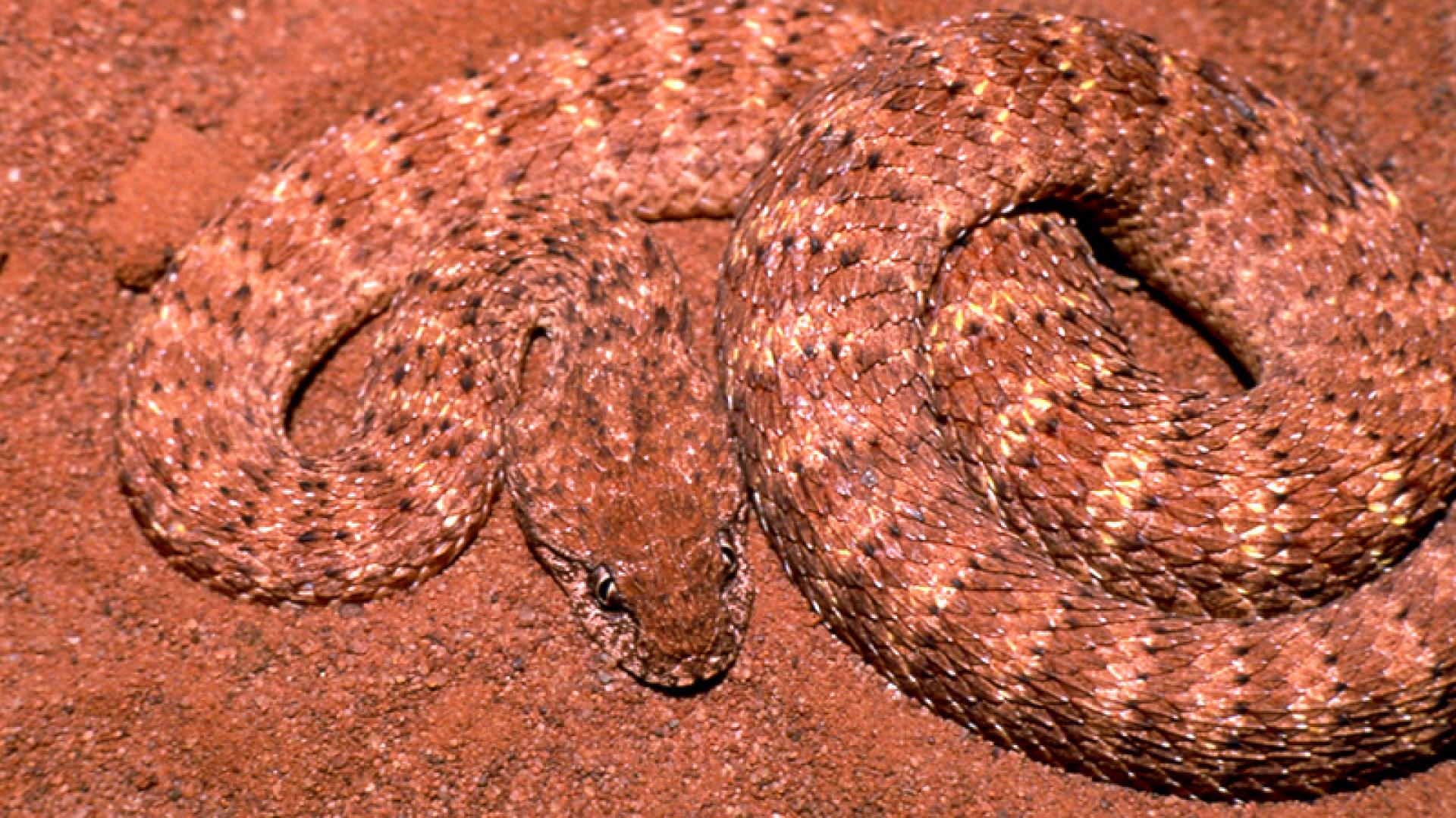 Animal Arms Race | ZDF Studios