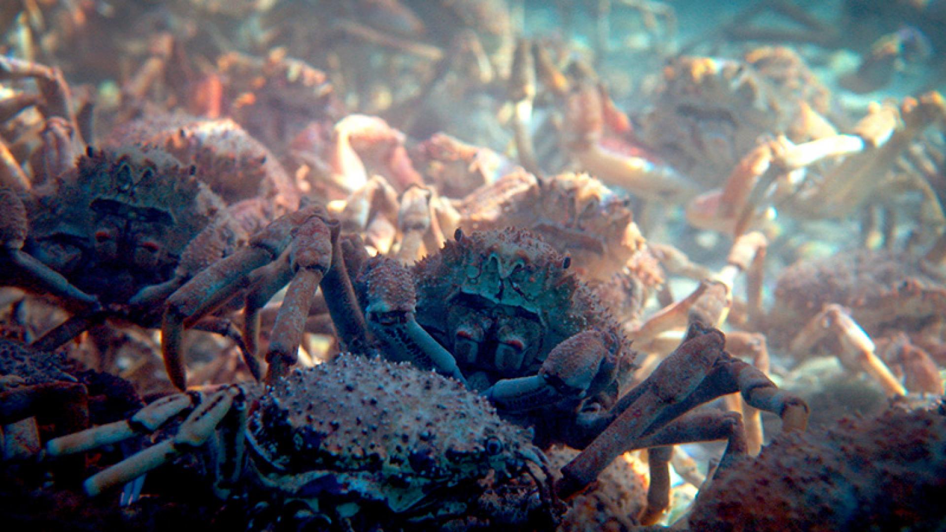 Animal Arms Race | ZDF Studios