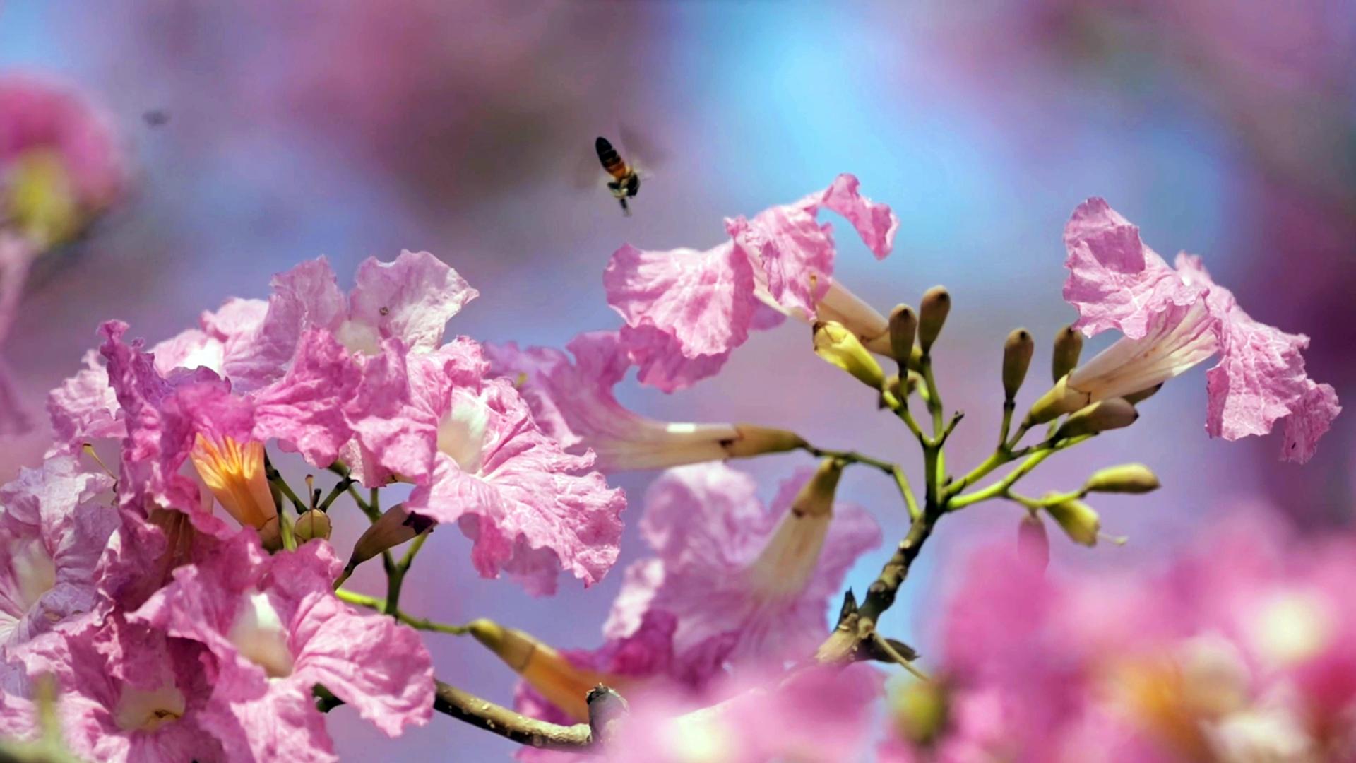 Colonies in Conflict | ZDF Studios