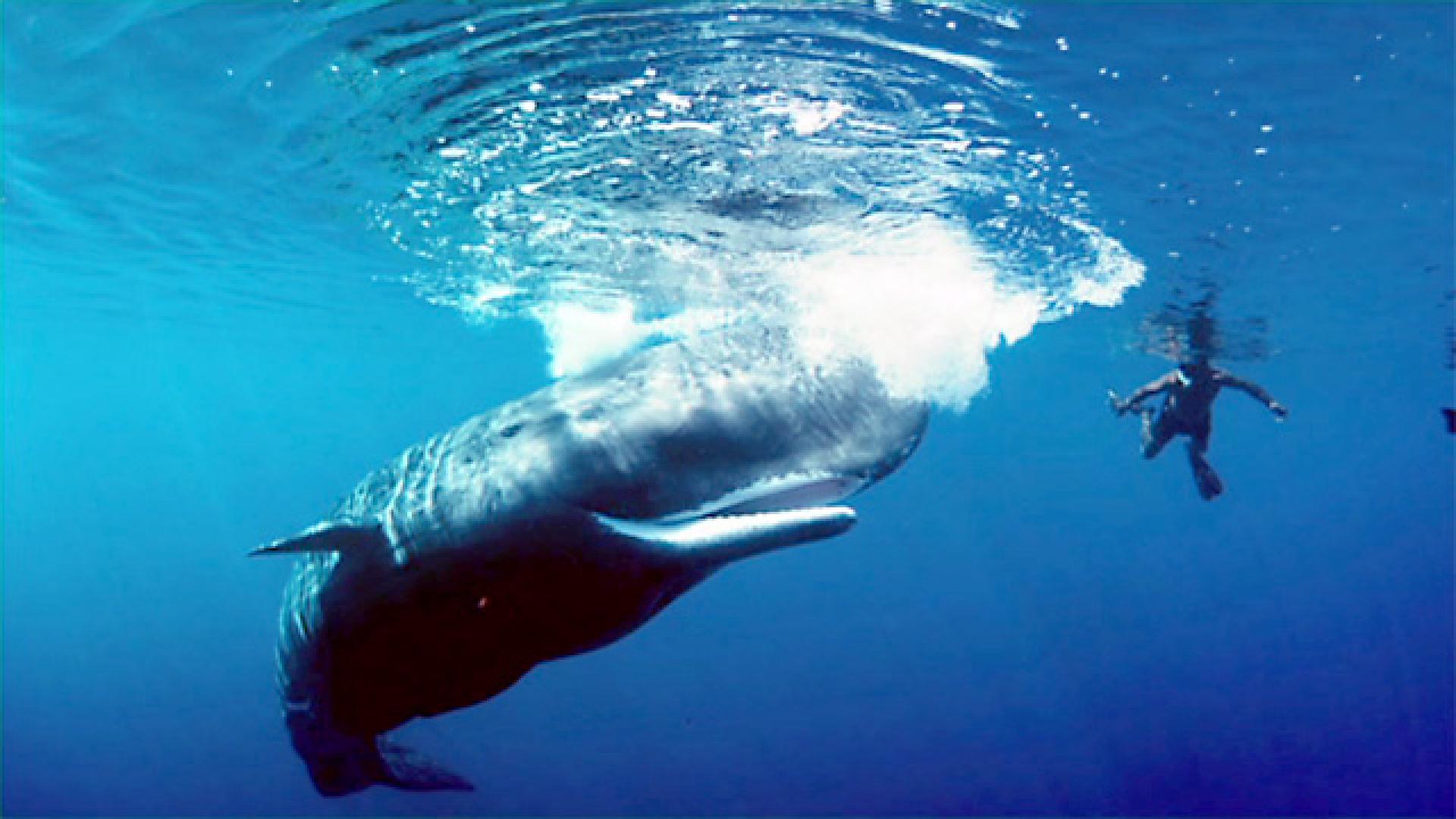 Nature’s Greatest Secret – The Coral Triangle | ZDF Studios