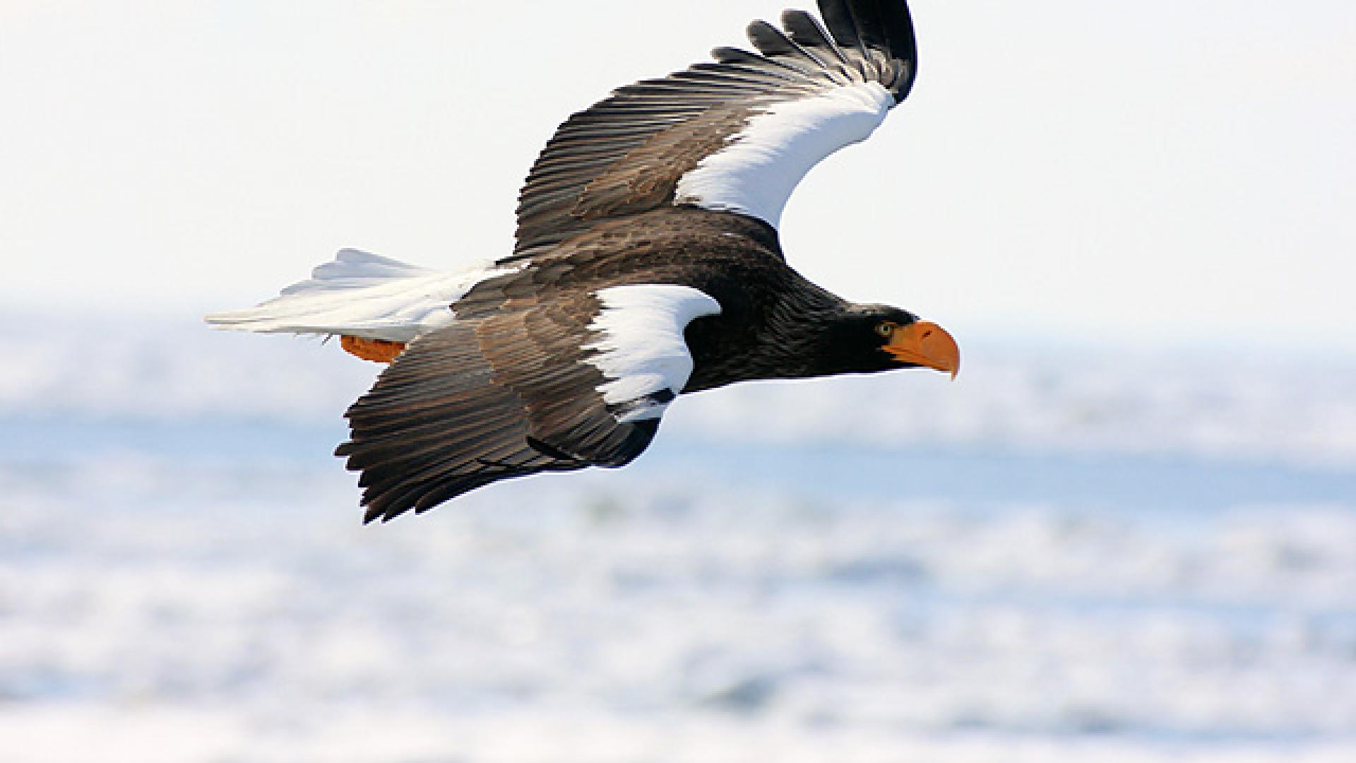 Eagle - Queen of the Skies | ZDF Studios