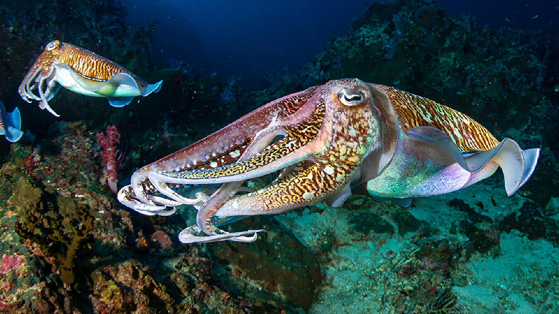 Midway (Episode 1) | ZDF Studios