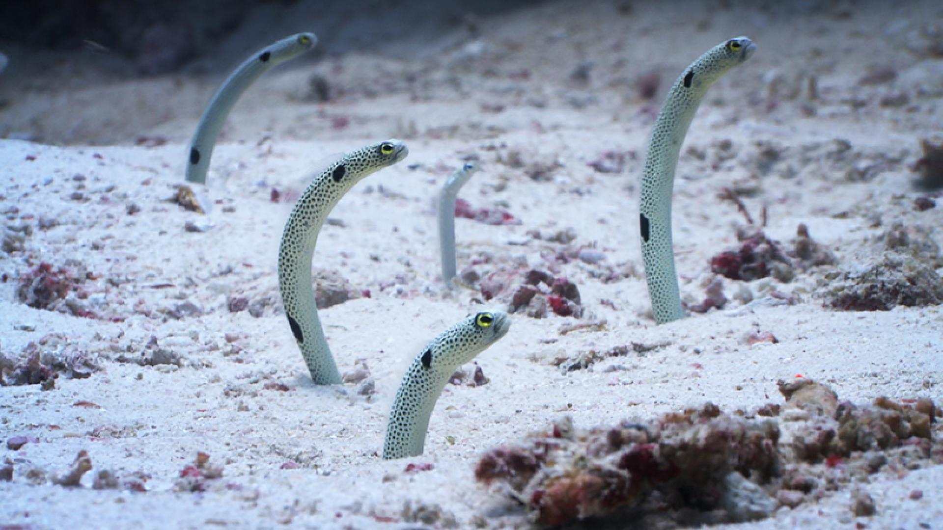 Wild Workers | ZDF Studios