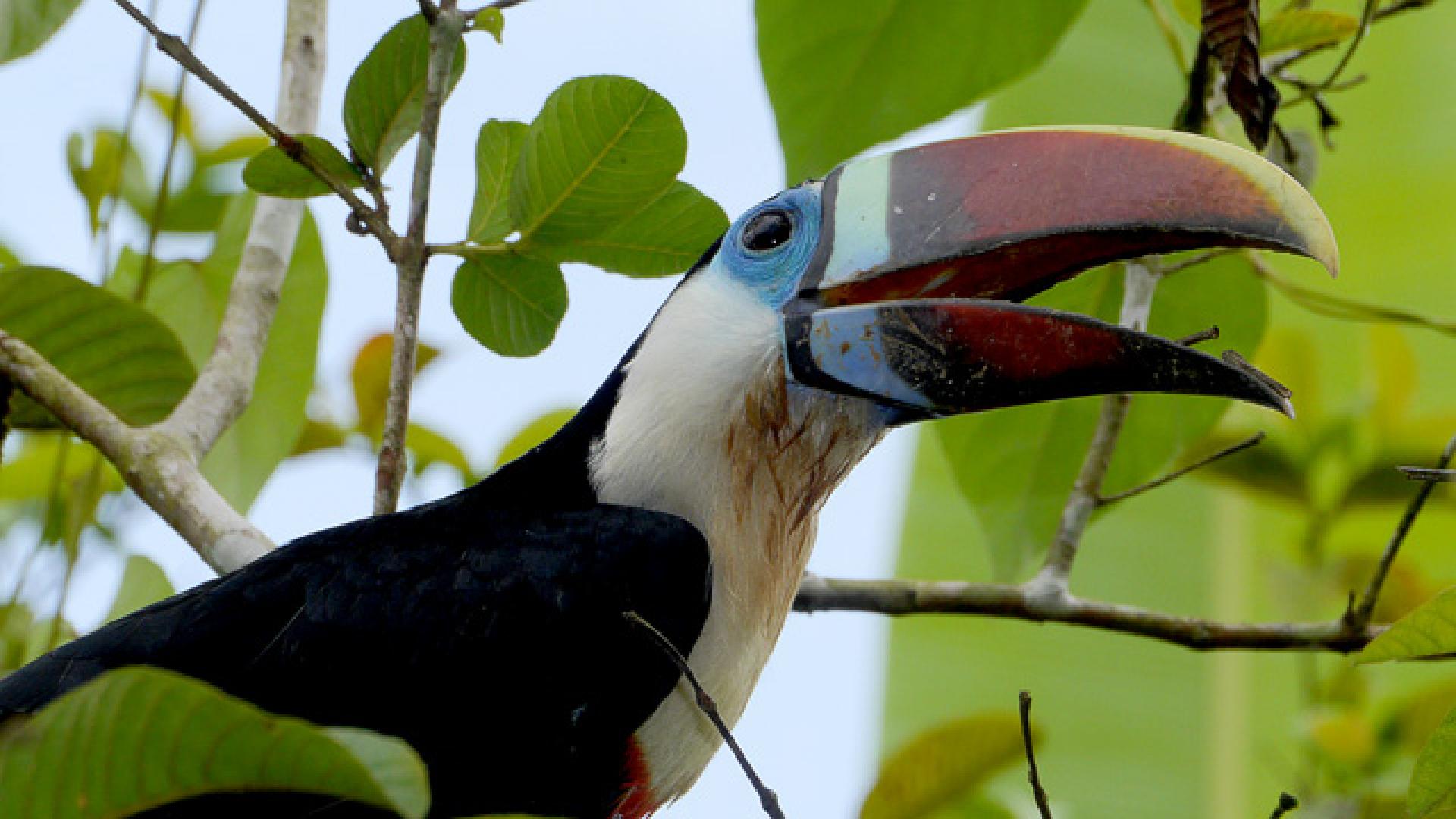 Essequibo - Hidden River | ZDF Studios
