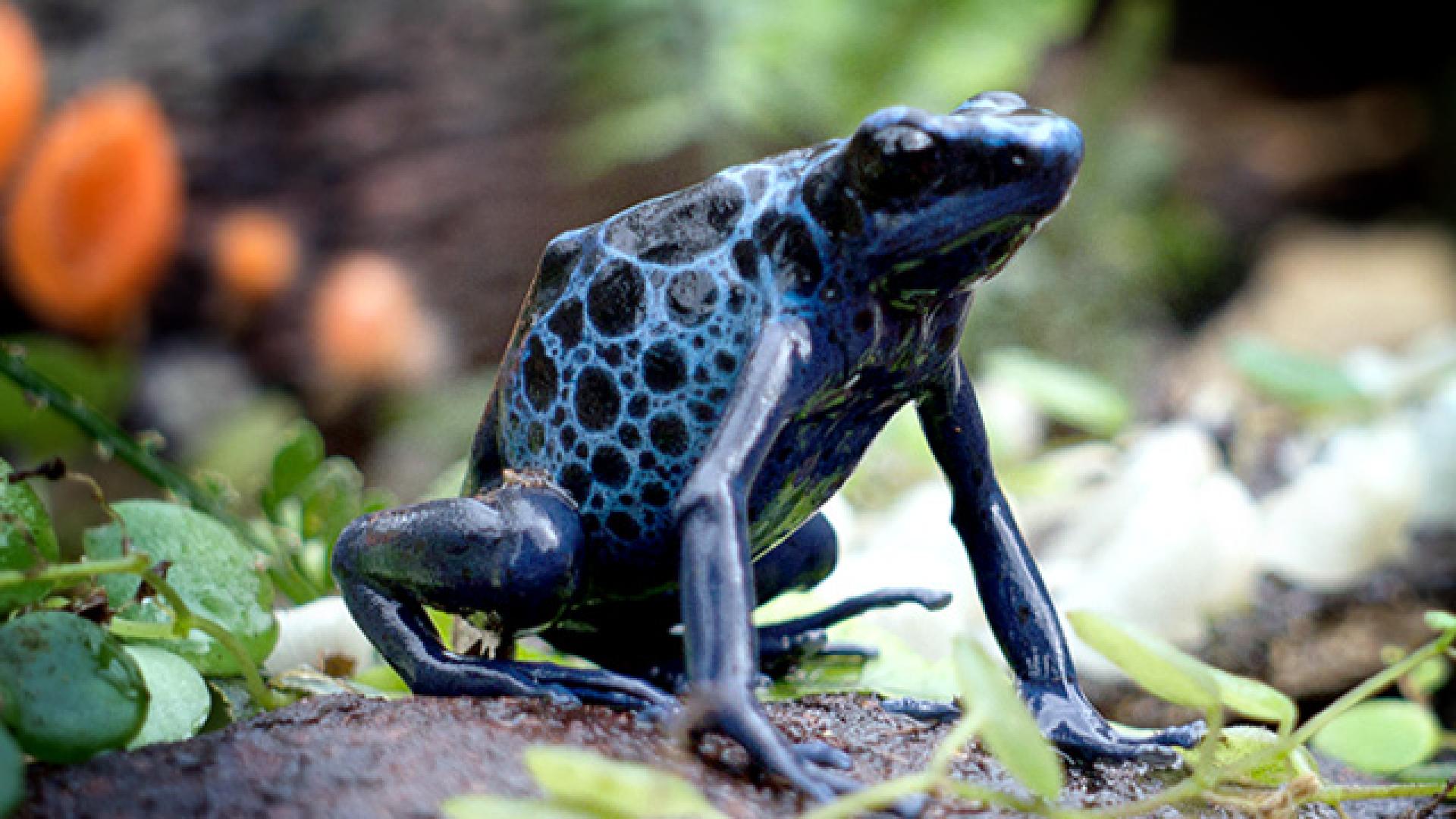 Essequibo - Hidden River | ZDF Studios