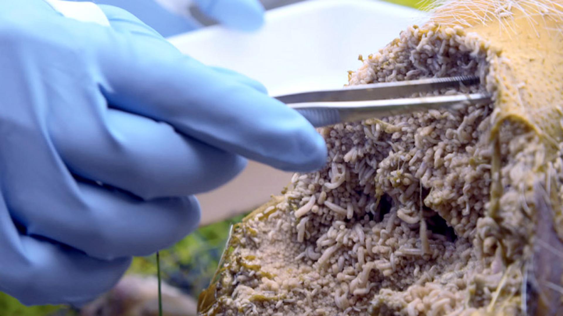 Forensics — The Science of Crime | ZDF Studios