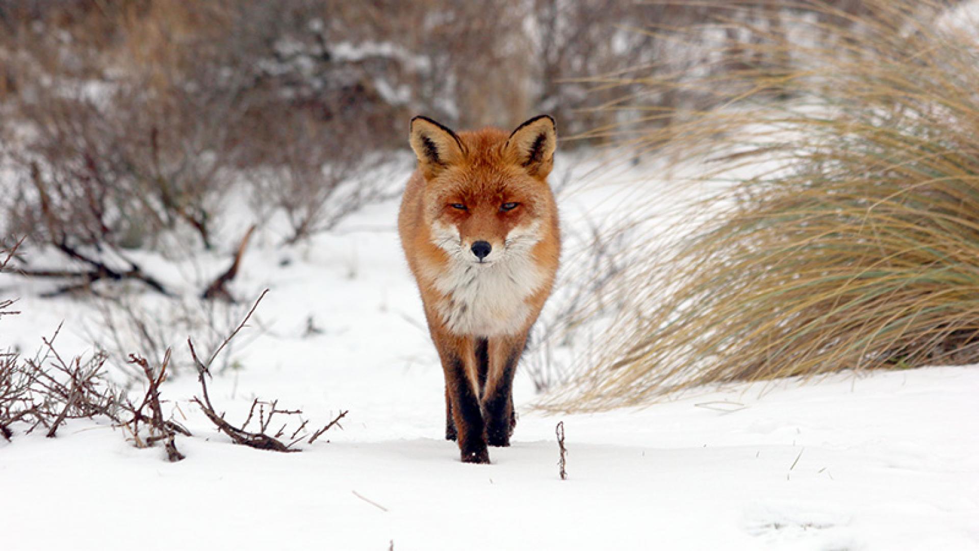 Fox and the City | ZDF Studios