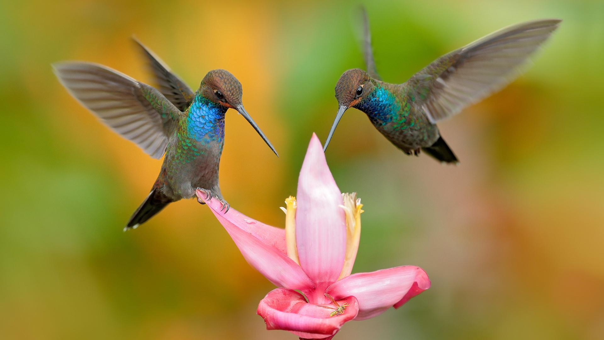 Just Animals | ZDF Studios