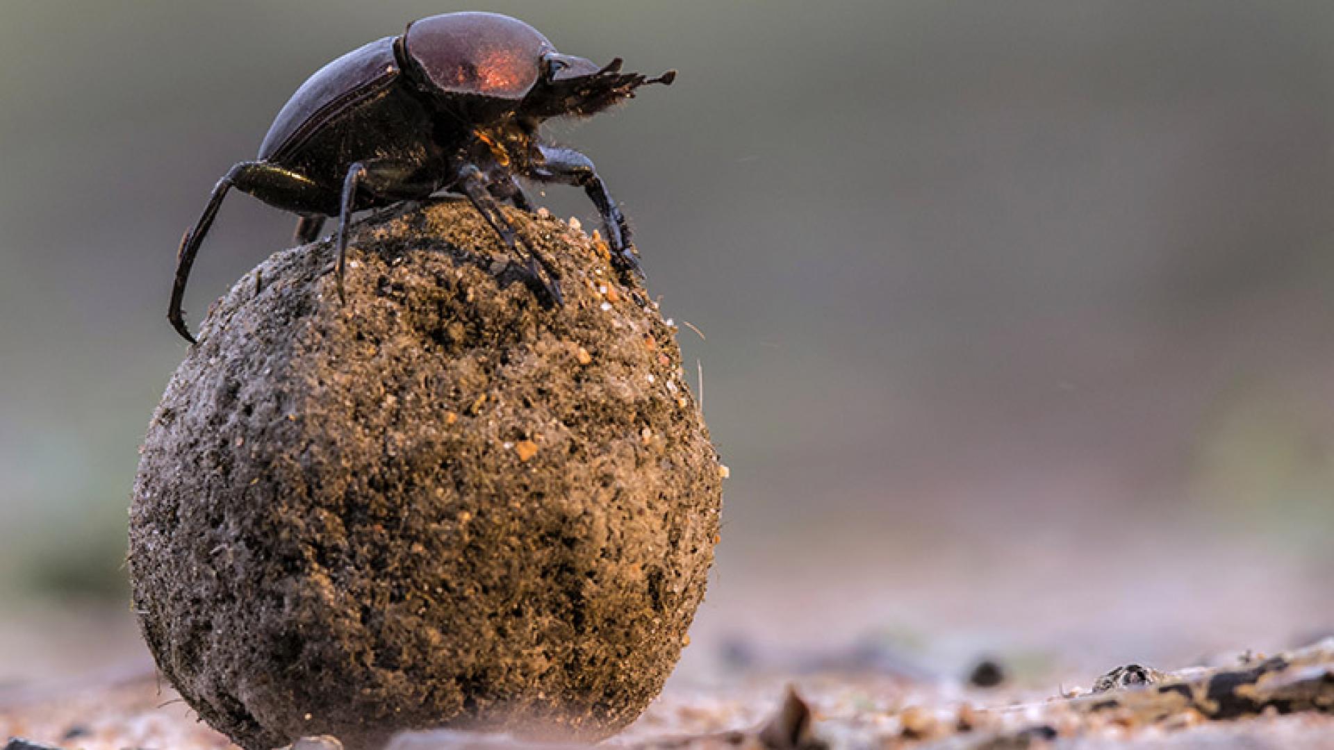 Just Animals | ZDF Studios