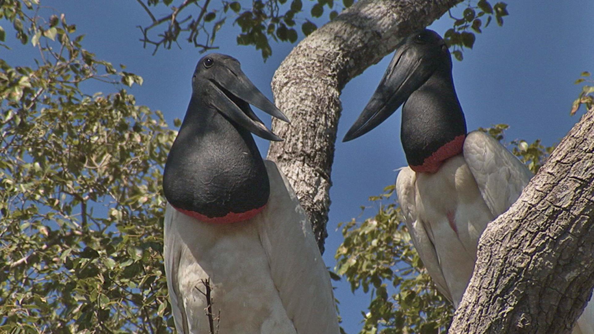 Behaviour for Life: Life Stories Special | ZDF Studios