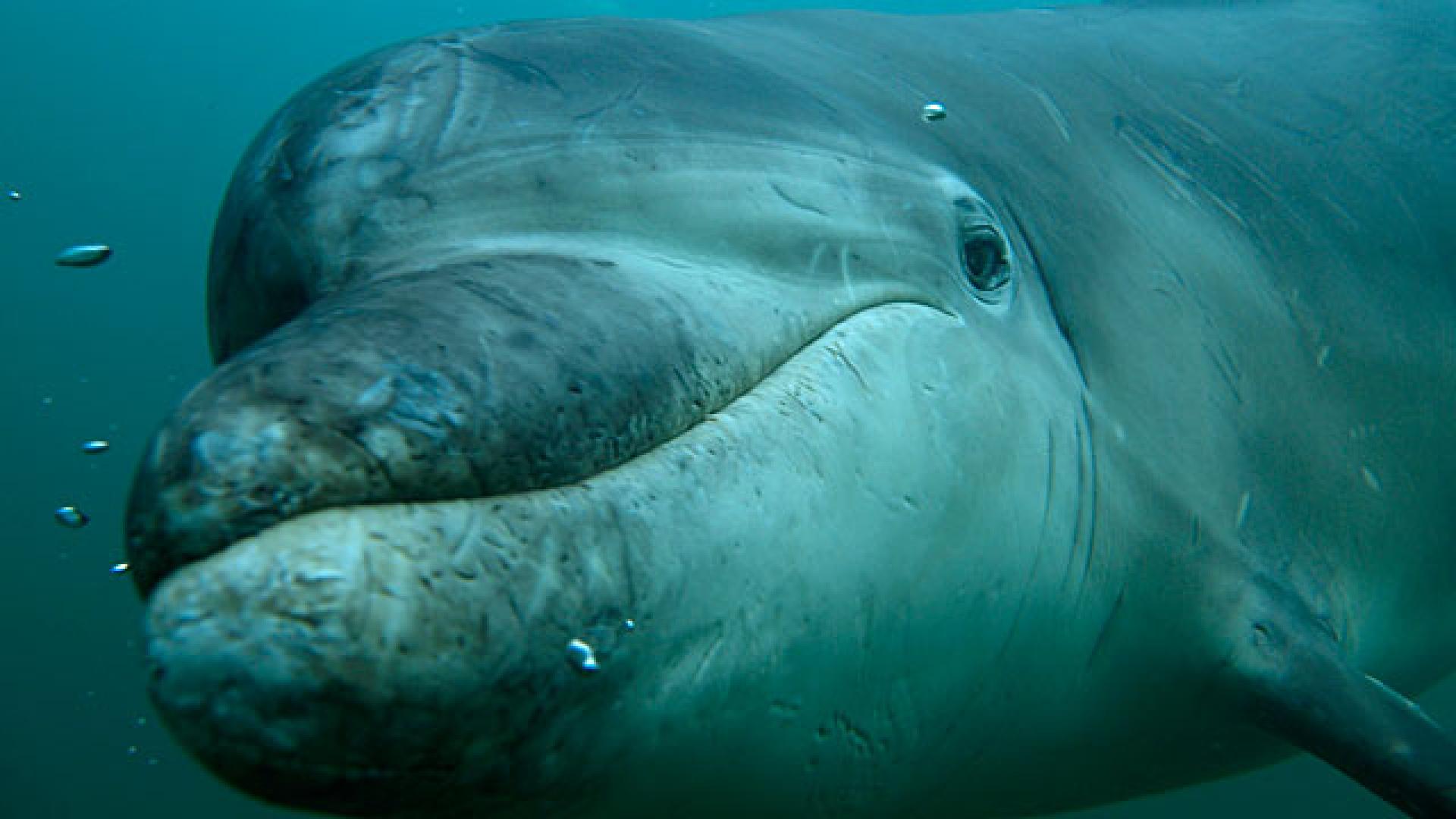 Ocean Stories | ZDF Studios