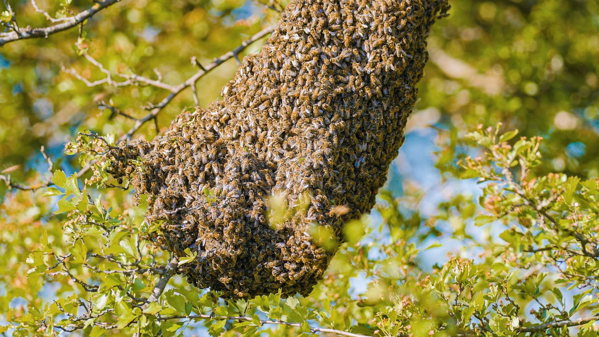 Smart Swarms | ZDF Studios