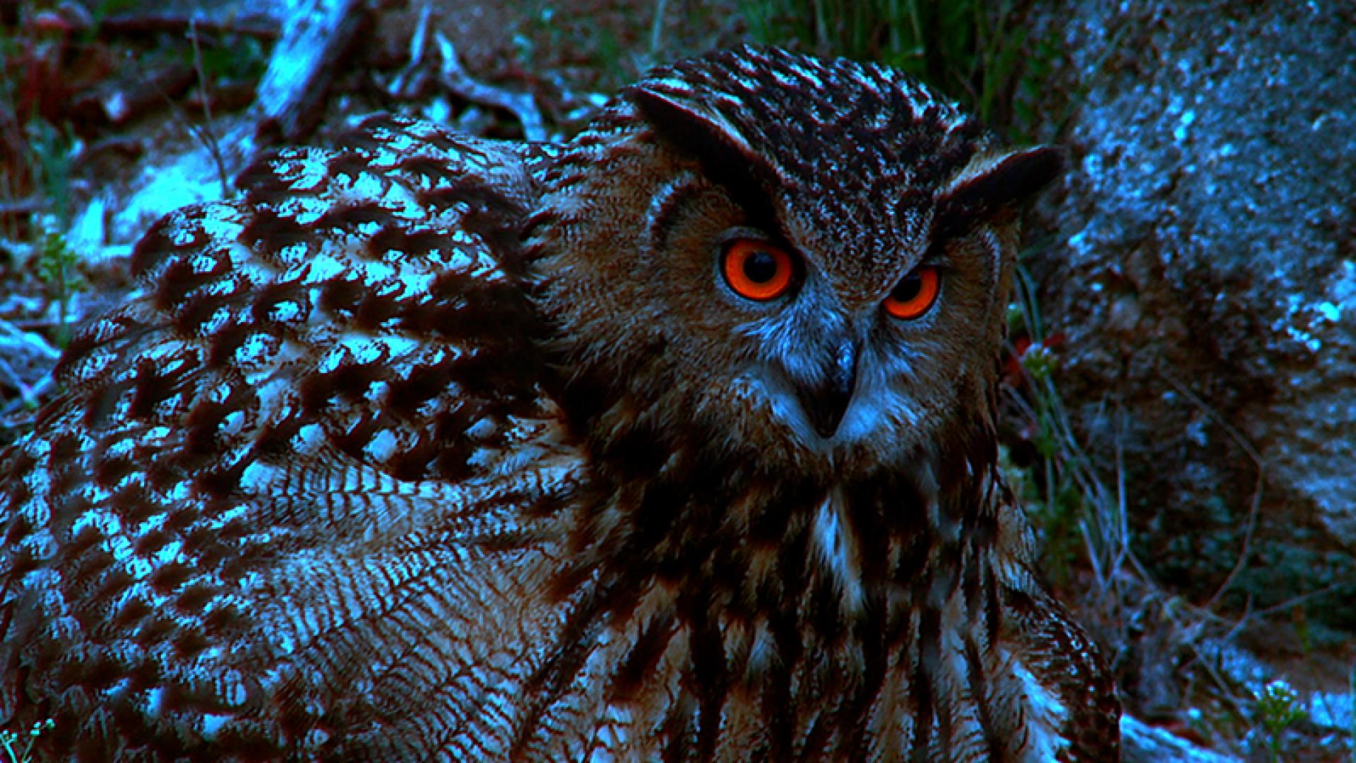 The Lord of the Night | ZDF Studios