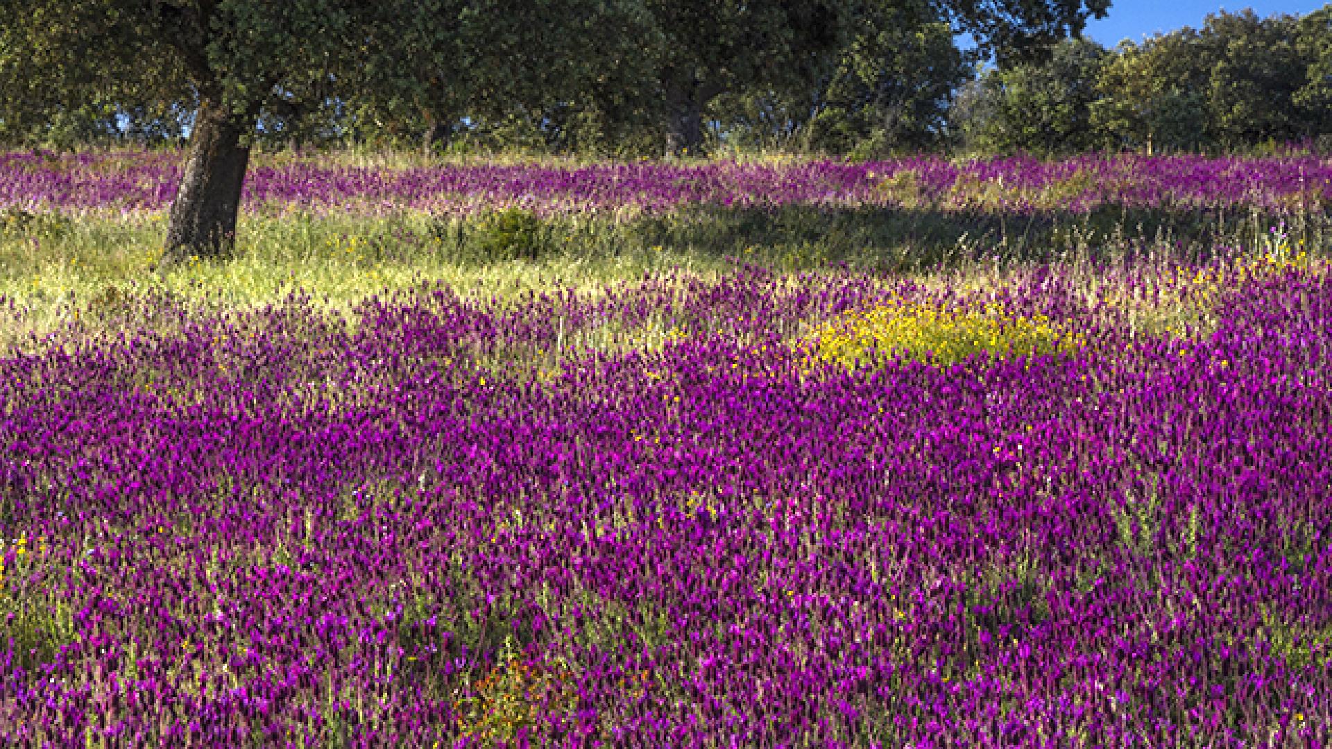 Wild Spain | ZDF Studios