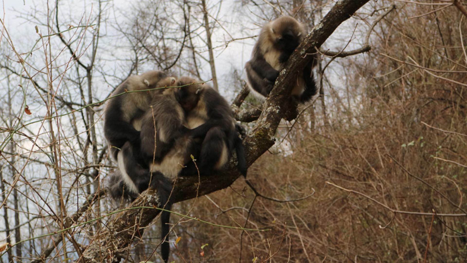 China's Wild Side | ZDF Studios