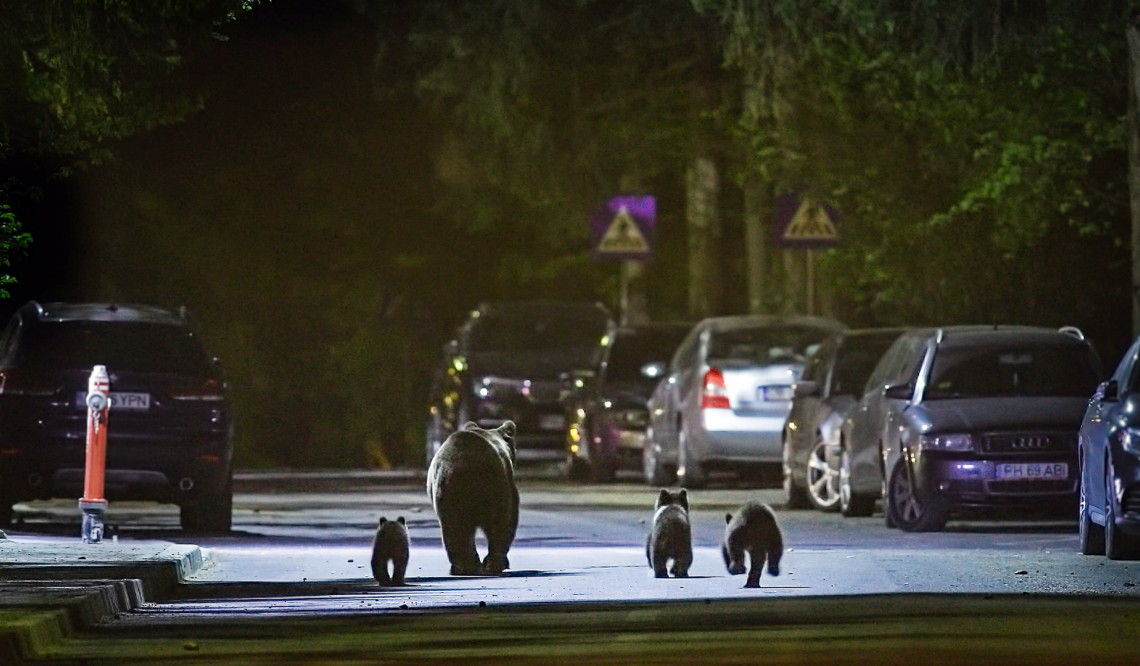 Backyard Bears of Transylvania | ZDF Studios