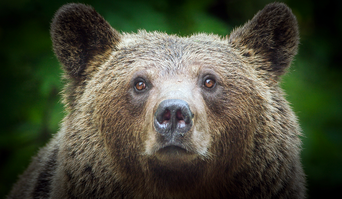 Backyard Bears of Transylvania | ZDF Studios