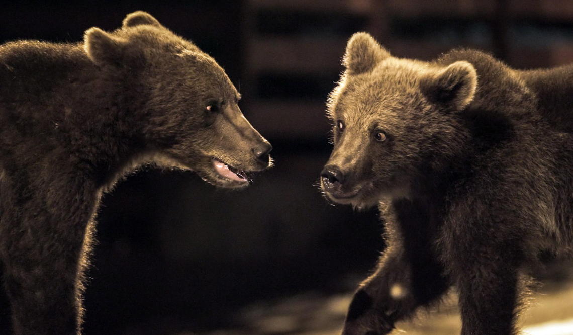 Backyard Bears of Transylvania | ZDF Studios