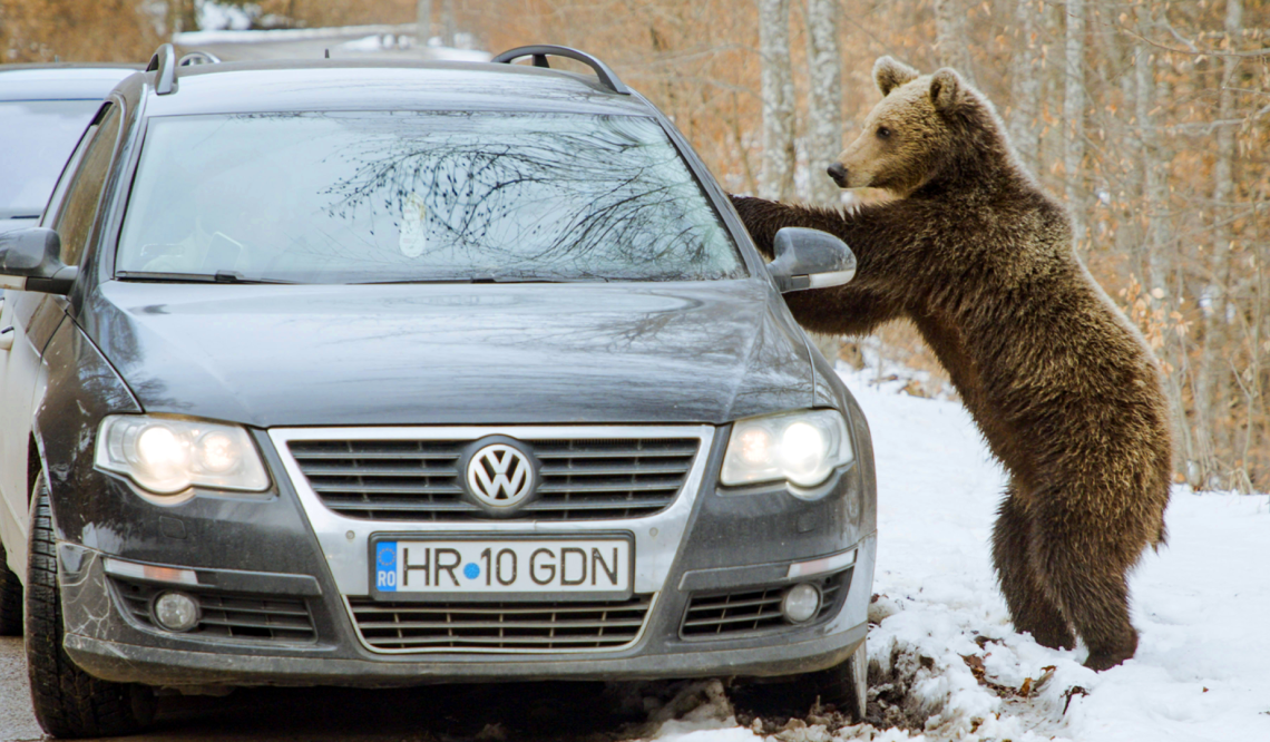 Backyard Bears of Transylvania | ZDF Studios