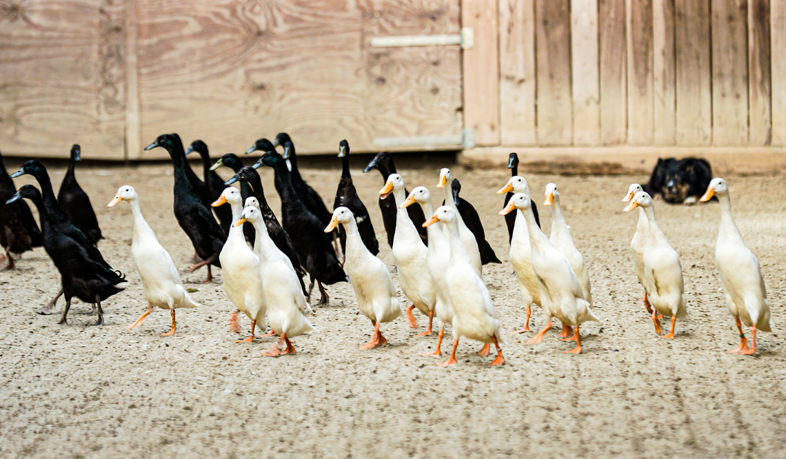 Smart Swarms | ZDF Studios