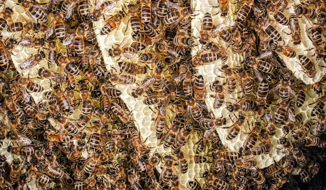 Smart Swarms | ZDF Studios