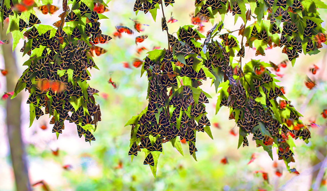 Smart Swarms | ZDF Studios