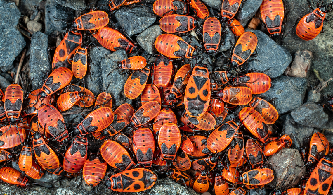 Smart Swarms | ZDF Studios