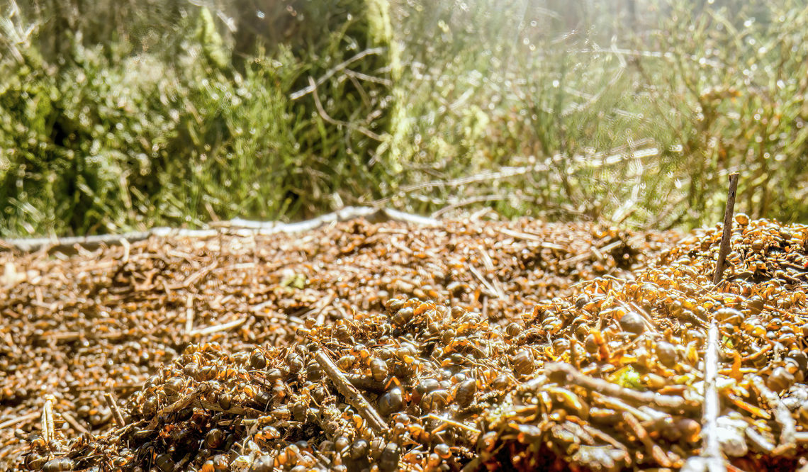 Smart Swarms | ZDF Studios