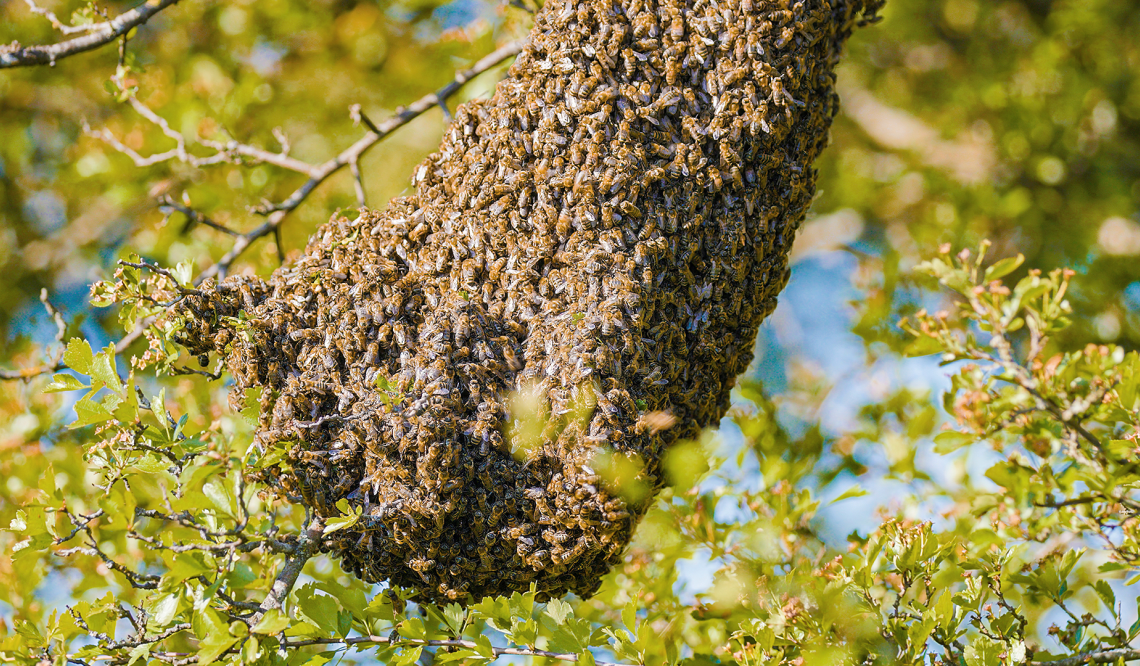 Smart Swarms | ZDF Studios