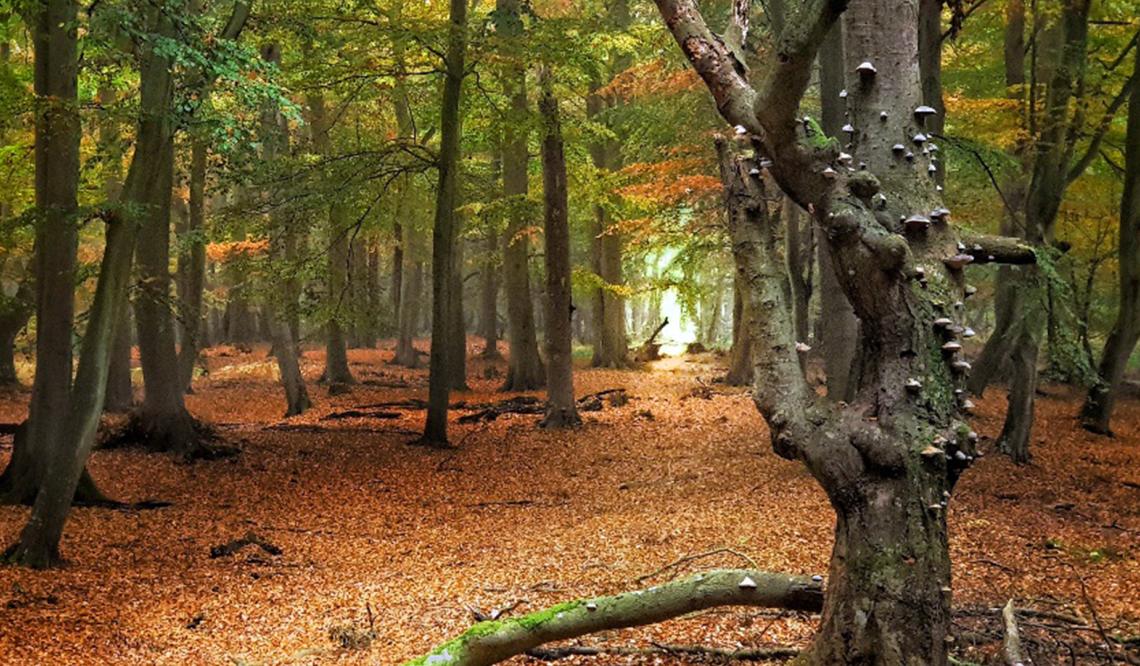 Welcome to the Forest | ZDF Studios